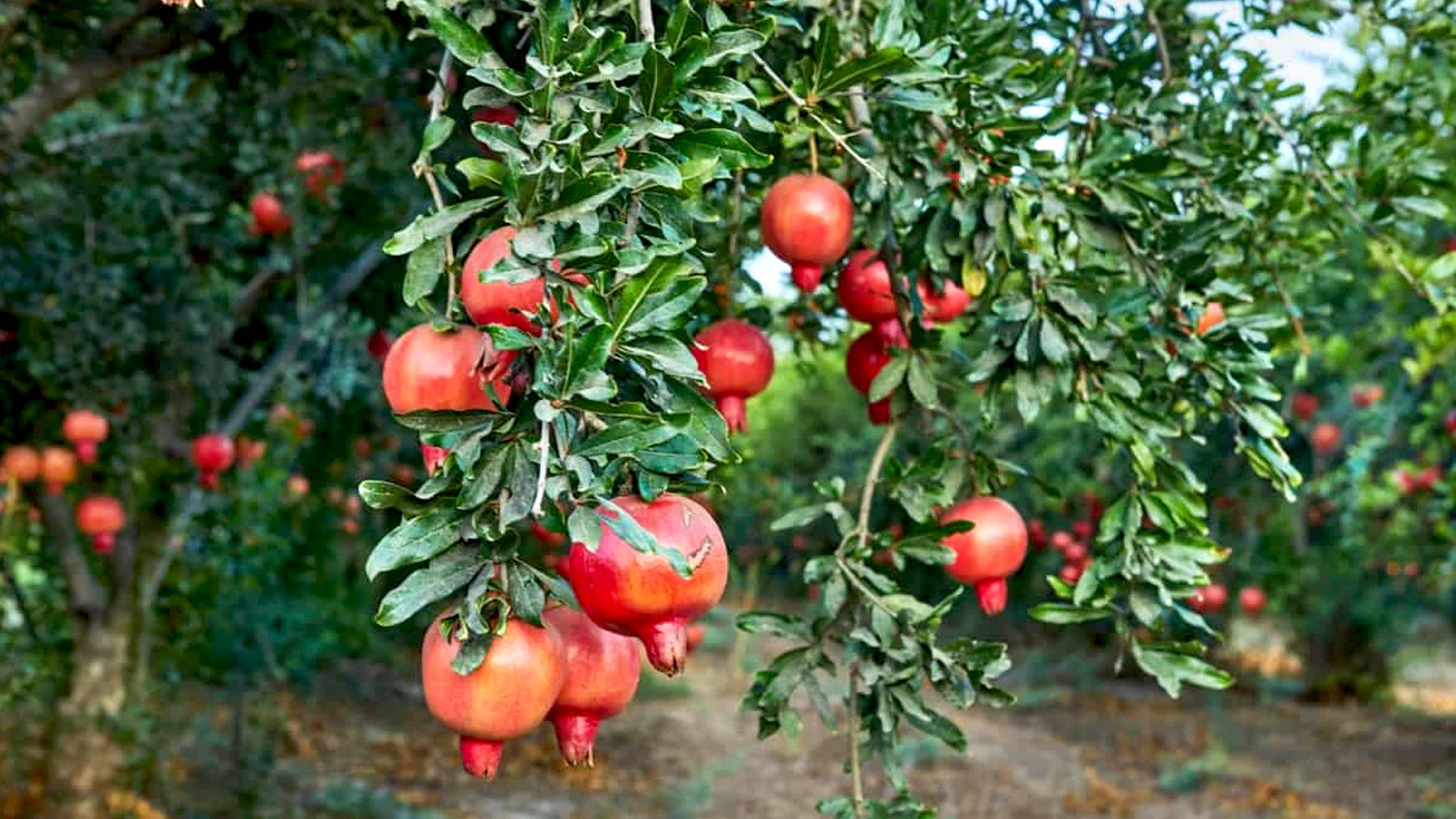 ARBOREATRIX